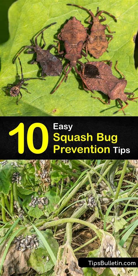 10 Easy Squash Bug Prevention Tips Artofit