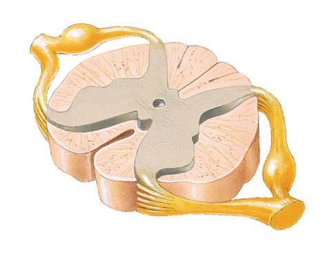 Figure 174 Transverse Section Of Spinal Cord With Areas Of Gray And
