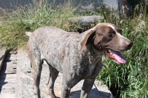 Duitse Staander Karakter Hondenrassen Honden Terriërs
