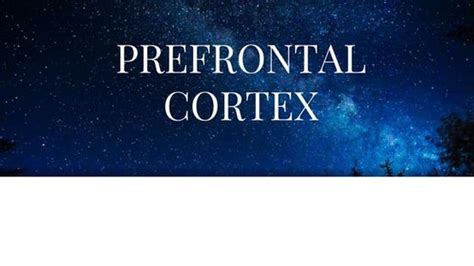The Prefrontal Cortex Pptx Brain And Nervous System Disorders