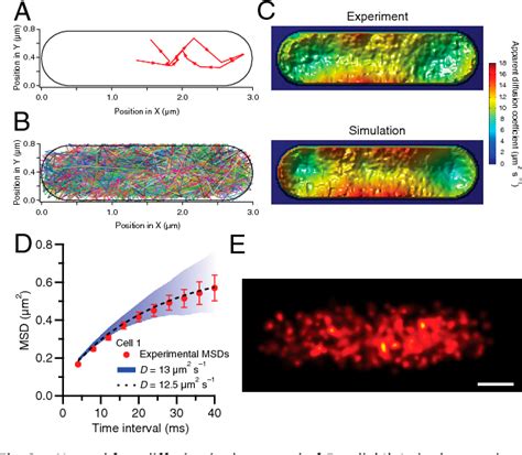 Stringent Response Semantic Scholar
