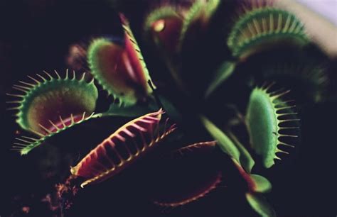 Astonishing Double Exposures Of Flowers By Lara Kiosses Freeyork