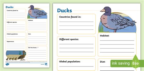 Ducks Fact File Template Teacher Made Twinkl