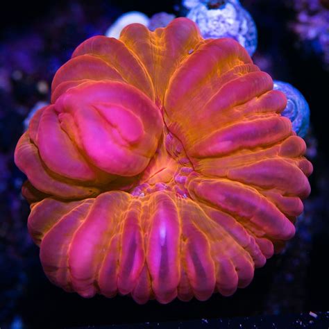 80 New Corals Just Listed Reef2reef