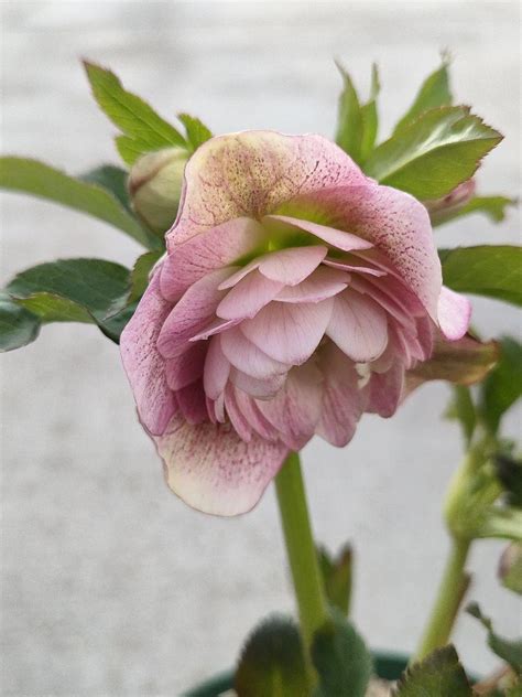 クリスマスローズ開花株 K メルカリ