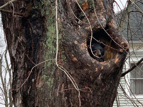 Hibernating Bear In West Hartford Will Not Be Moved Deep Says