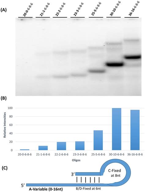 Effect Of 5′ Extension Length Variation On Oligonucleotide Labeling Download Scientific