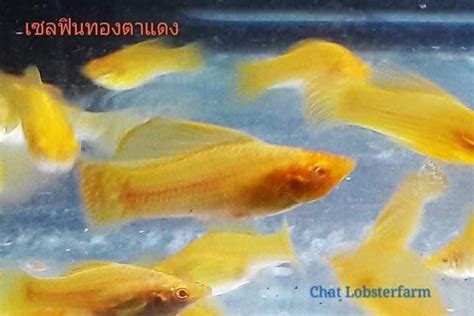 ปลาสอดยักษ์ ซัลฟินตาแดง ชุด5ตัว คละผู้เมีย Line Shopping