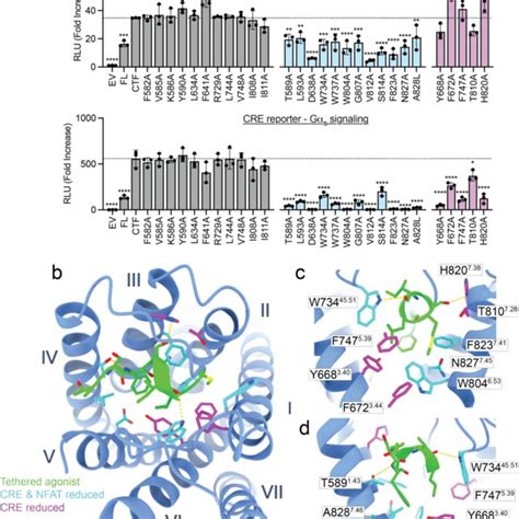 Binding Site Signalling Determinants Through Nfat And Cre A Nfat Download Scientific