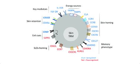 Characterization Of Skin Resident Memory T Cell Download Scientific Diagram