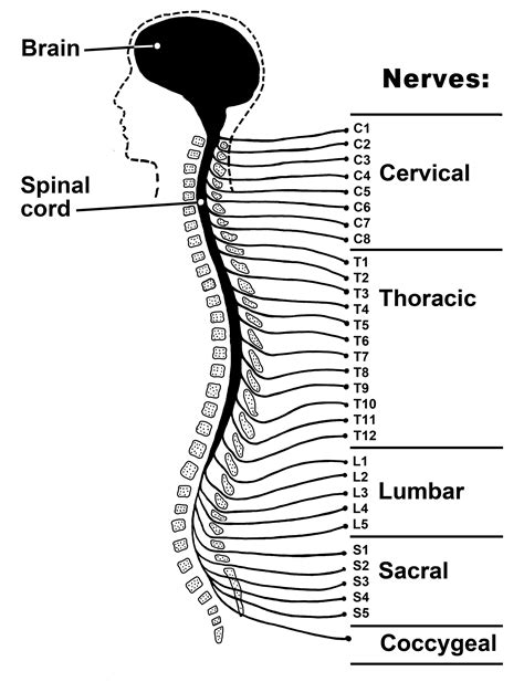 Brain And Spinal Cord Drawing