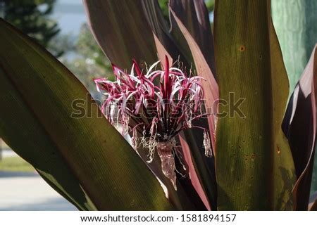 QUEEN EMMA LILY Stock Photos And Images Avopix Com