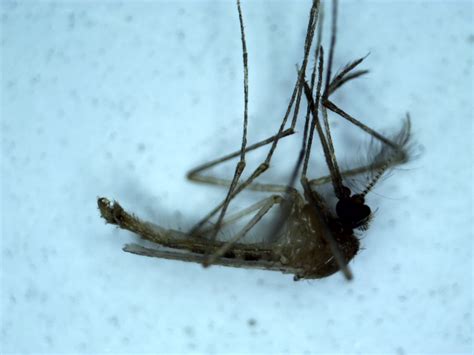 Idp Mlops Object Detection Dataset And Pre Trained Model By Vtsidp