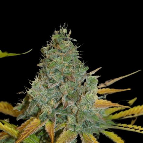 Your Rating Rate Perfect Good Average Not That Bad Very Poor