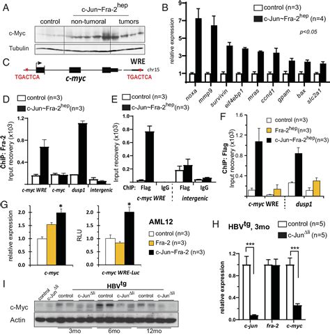 Liver Cancer Development Driven By The Ap 1 C Jun~fra 2 Dimer Through C Myc Pnas
