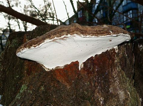 Ganoderma Applanatum