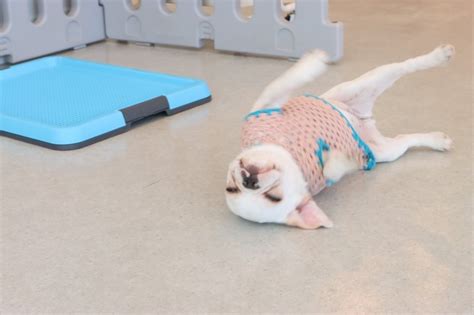 중형견 종류 프렌치불독 성격 및 불독 털빠짐 특징 네이버 블로그