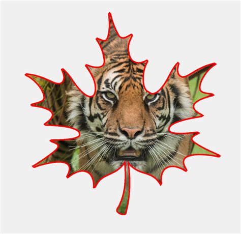 Ios How To Draw Border To A Masked Image Using Swift Stack Overflow
