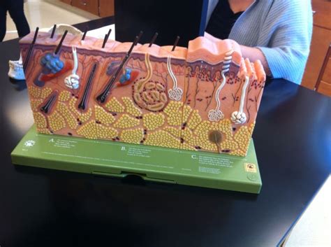 Integumentary System For Lab Integumentary System Biology Lessons Homemade