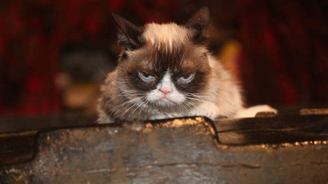 Grumpy Cat Meme Smiling