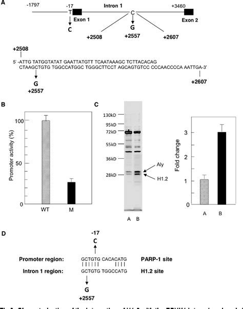 Figure 1 From Transcription Of The Human Microsomal Epoxide Hydrolase Gene Ephx1 Is Regulated