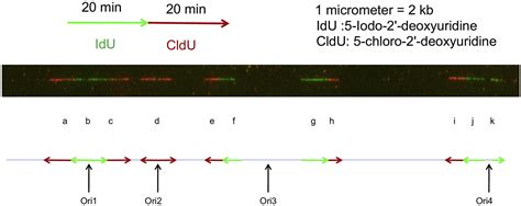 Cell Press Star Protocols