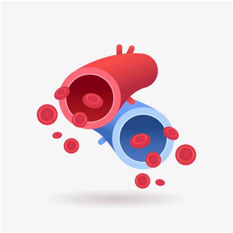 Vascular Clip Art Clip Art