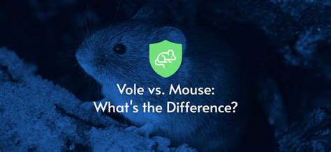 Vole Vs Mouse Understanding The Key Differences Field Mice Vs House