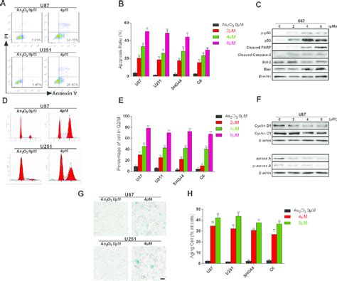 Cell Apoptosis Cell Cycle Arrest And Cellular Senescence Evoked By As