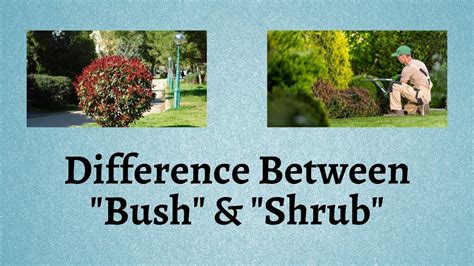 Difference Between Shrub Bush At Donna Lahti Blog