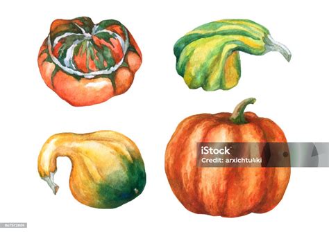 호박입니다 흰색 바탕에 장식 호박 수채화 그림으로 설정 합니다 0명에 대한 스톡 벡터 아트 및 기타 이미지 0명 10월 가을 Istock
