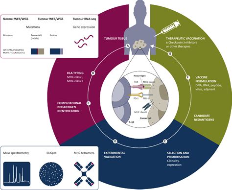 Figure 1 From Neoantigen Prediction And Computational Perspectives Towards Clinical Benefit