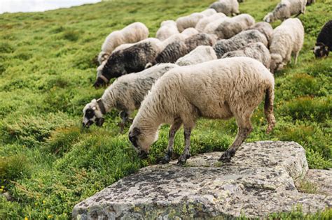 녹색 잔디에 초원에 양 언덕에서 방목하는 양 떼 높은 고도의 들판에서 전통 목자 아름다운 자연을 목양 하는 유럽 산 0명에 대한