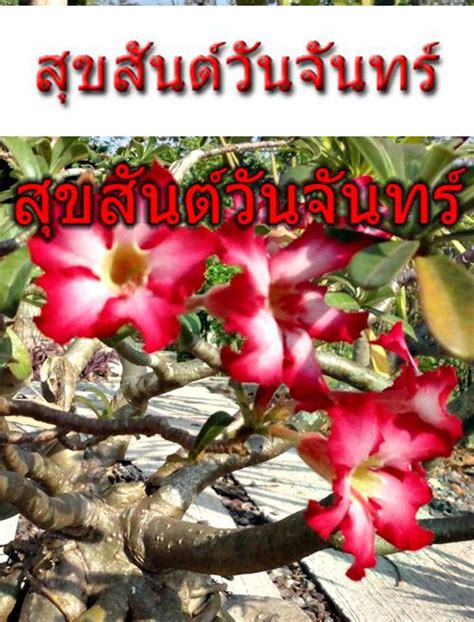 สอนทำข้อความ ภาพพื้นโปร่งใสใน Photoshop Cs6