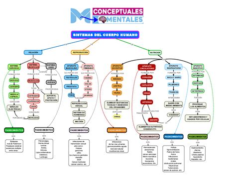 Mapa Conceptual De Sistemas Del Cuerpo Humano Ajore