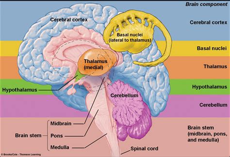 What Is The Right Cerebellum With Pictures