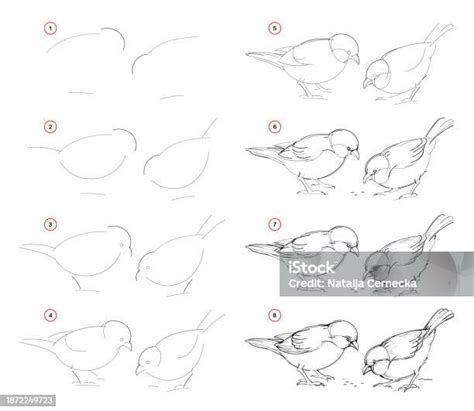 참새의 단계별 스케치로 자연에서 그리는 방법 창조 단계별 연필 그림 아티스트를 위한 교육 페이지입니다 예술적 능력을 개발하기 위한 학교 교과서 손으로 그린 벡터 이미지입니다
