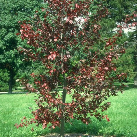 Prunus Virginiana Schubert Chokecherry Siteone