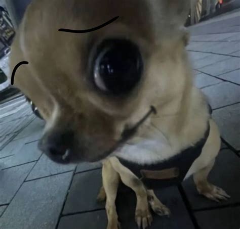 94 Funny Chihuahua Face Memes Hilarious Dog Humor