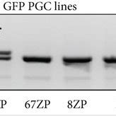 Sex Determination In Established PGC Lines The Sex Determination Was Download Scientific