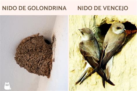 Nido De Golondrina ¿cómo Lo Hacen Y Dónde