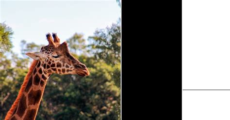 List Deepneurogenericalgo Curated By Shailendra Kaushik Medium