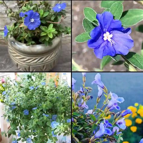 106 Species In Genus Evolvulus