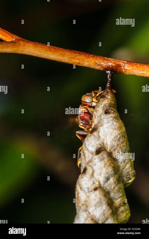 Queen Wasp Nest Hi Res Stock Photography And Images Alamy