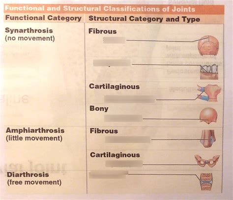 chapter 8 8 1 joint classification chart diagram quizlet