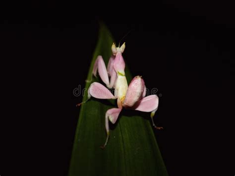 Grasshopper Like Flowers Perched Atop The Tips Of The Leaves Stock Image Image Of Pair Rare