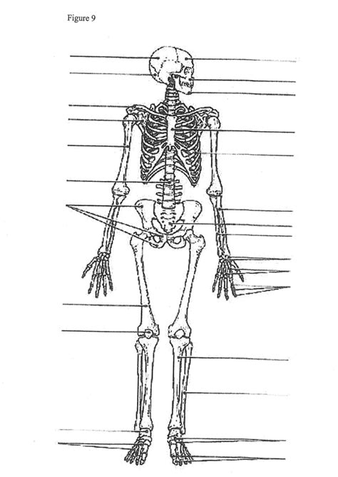 Skeletal Structure Diagram Quizlet