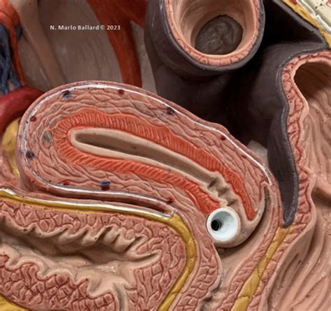 Female Reproductive Lab Model Diagram Quizlet