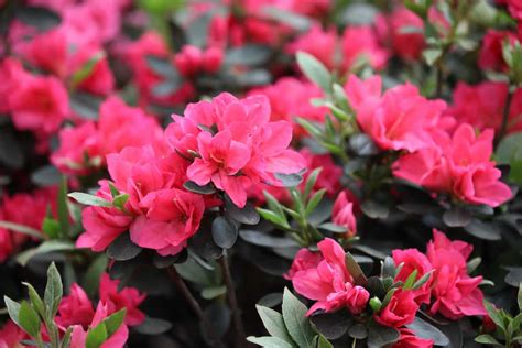 Propagating Azaleas Your Guide To Stunning Spring Color Minneopa Orchards
