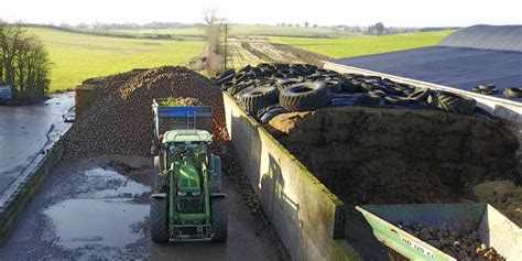 10 Best Practices When Growing And Feeding Fodder Beet Agrilandie